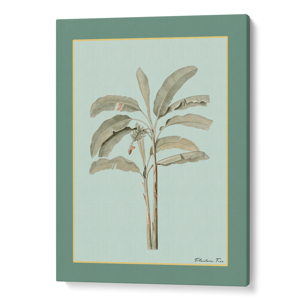 Plantain Tree 1 Large Framed Print – Nook At You